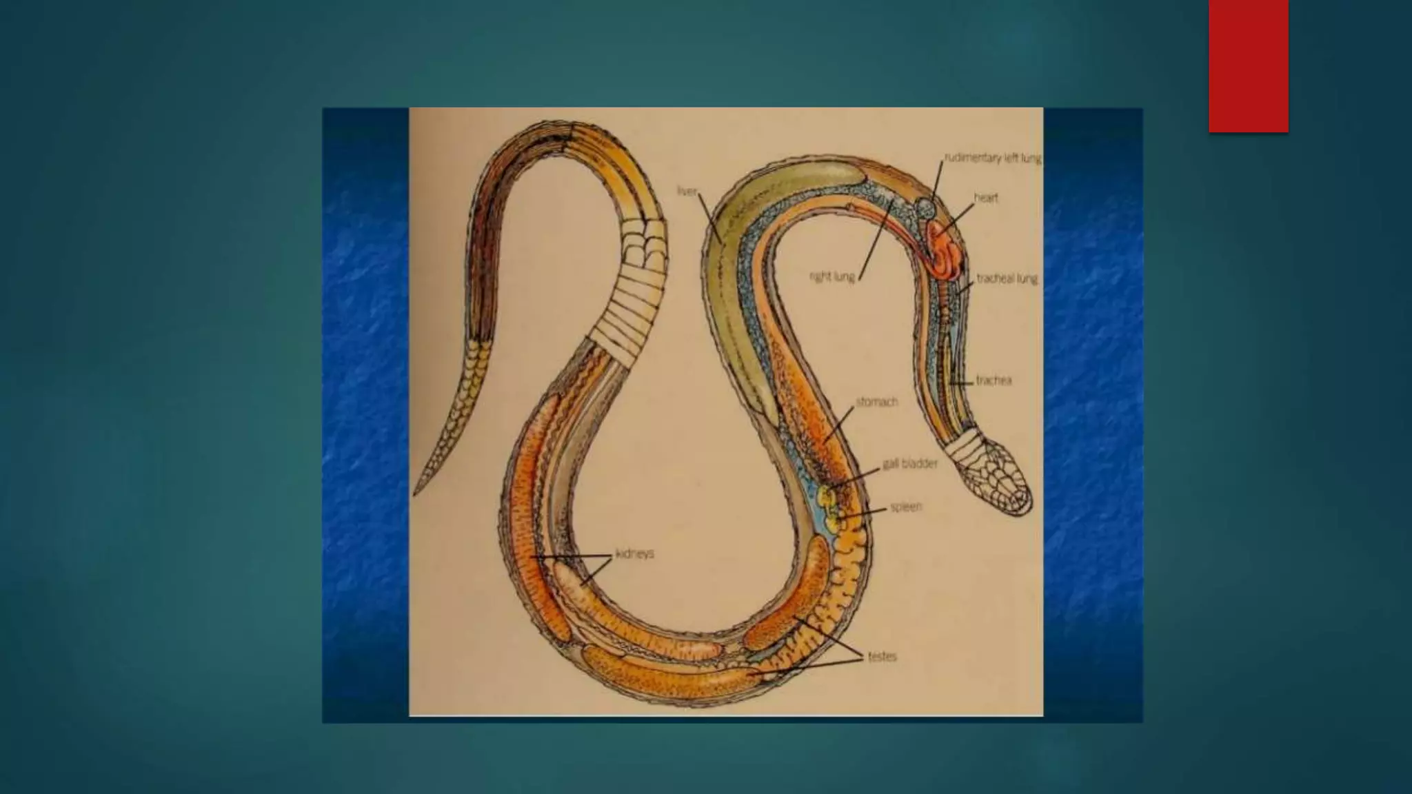 Poisonous and non poisonous snakes | PPTX