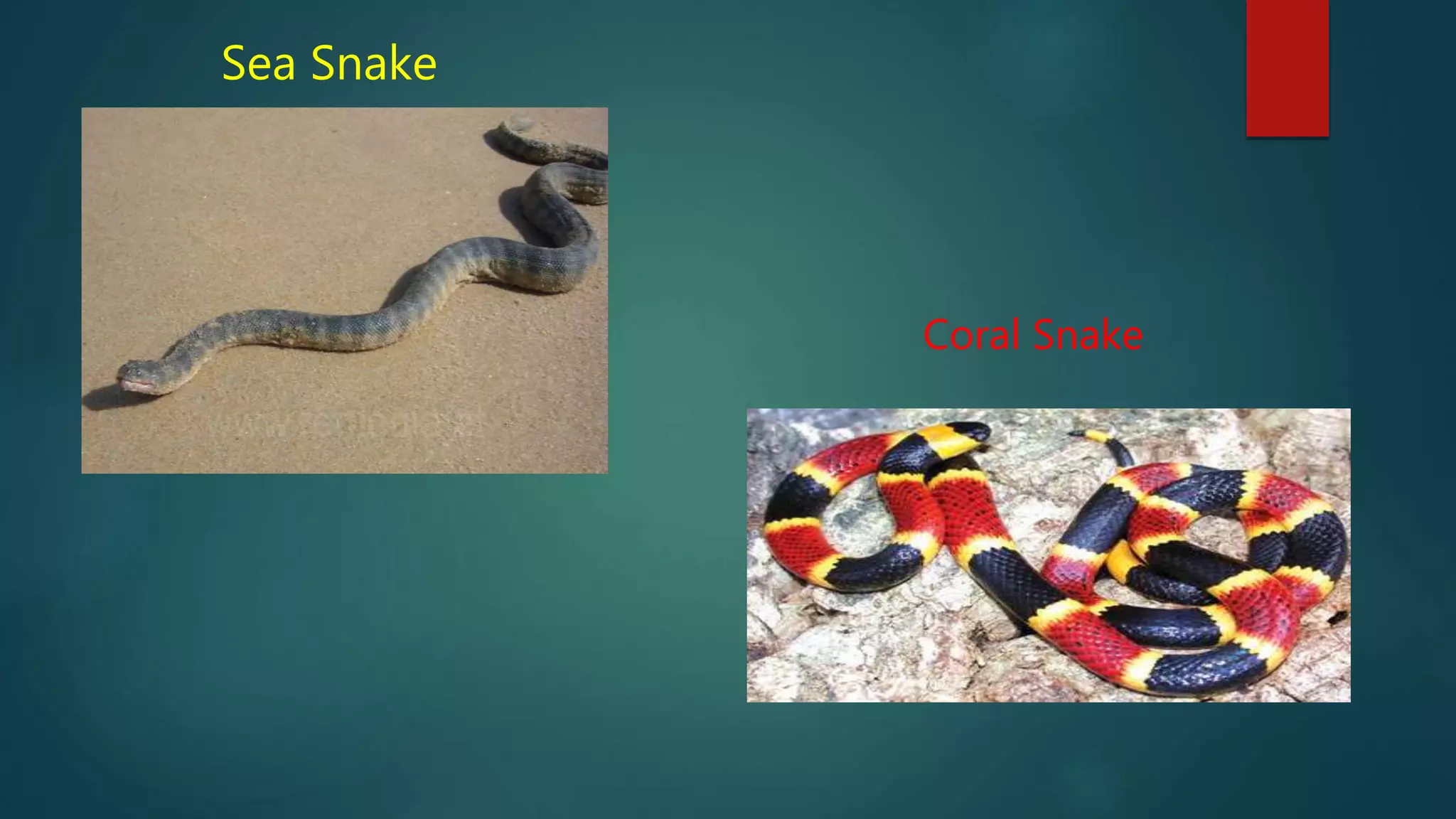Poisonous and non poisonous snakes | PPTX
