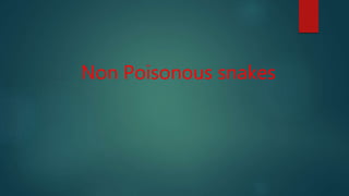 Poisonous and non poisonous snakes | PPTX | Reptiles | Pets