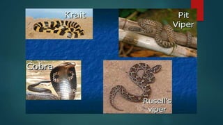 Poisonous and non poisonous snakes | PPTX | Reptiles | Pets