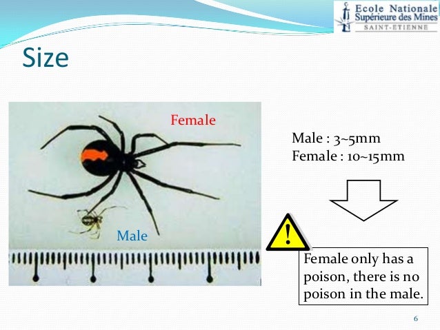 Poisonous Redback Spider