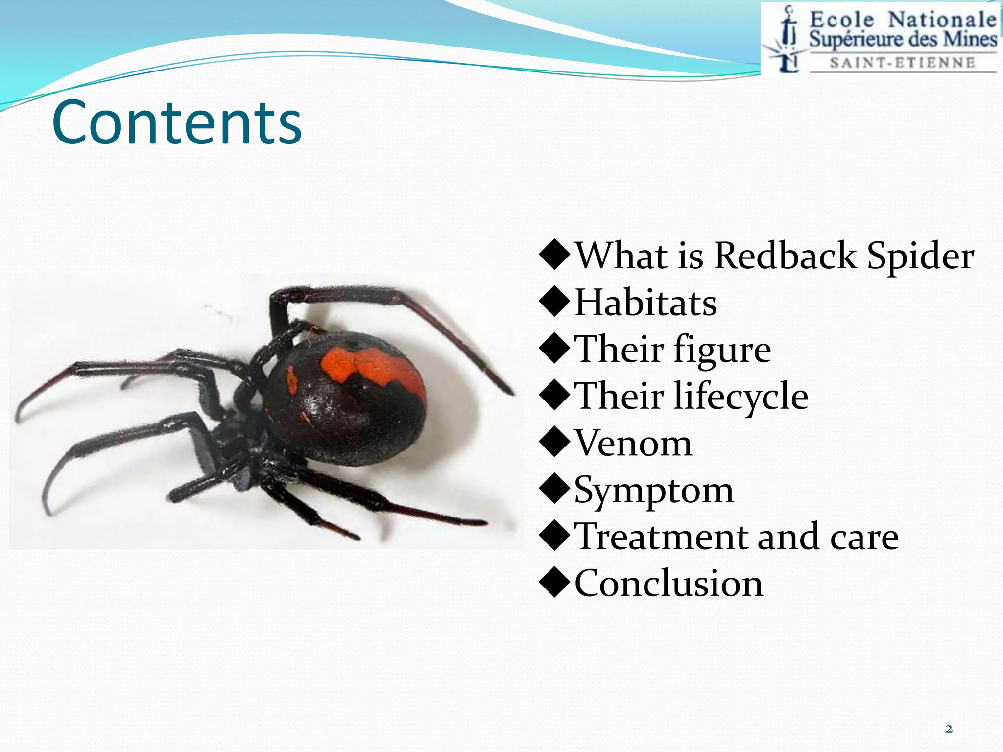 Poisonous Redback Spider | PPTX