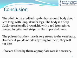 Poisonous Redback Spider | PPTX