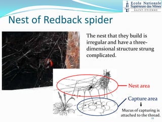 Poisonous Redback Spider | PPTX