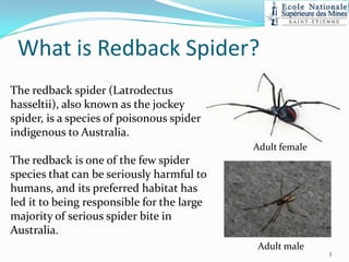 Poisonous Redback Spider | PPTX