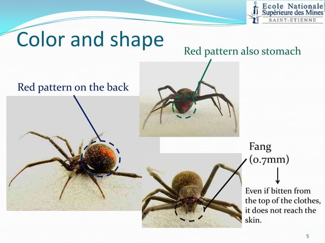 Poisonous Redback Spider | PPTX