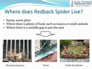 Poisonous Redback Spider | PPTX