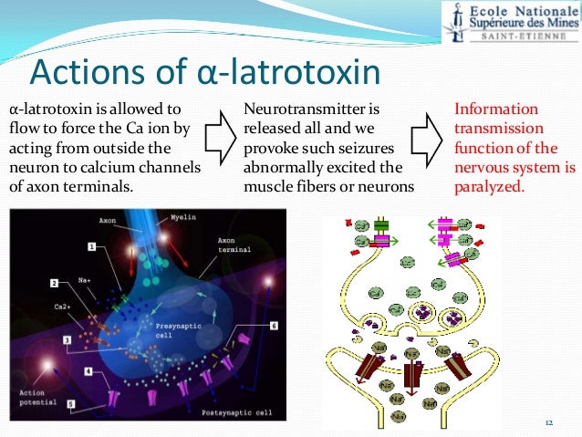 Poisonous Redback Spider