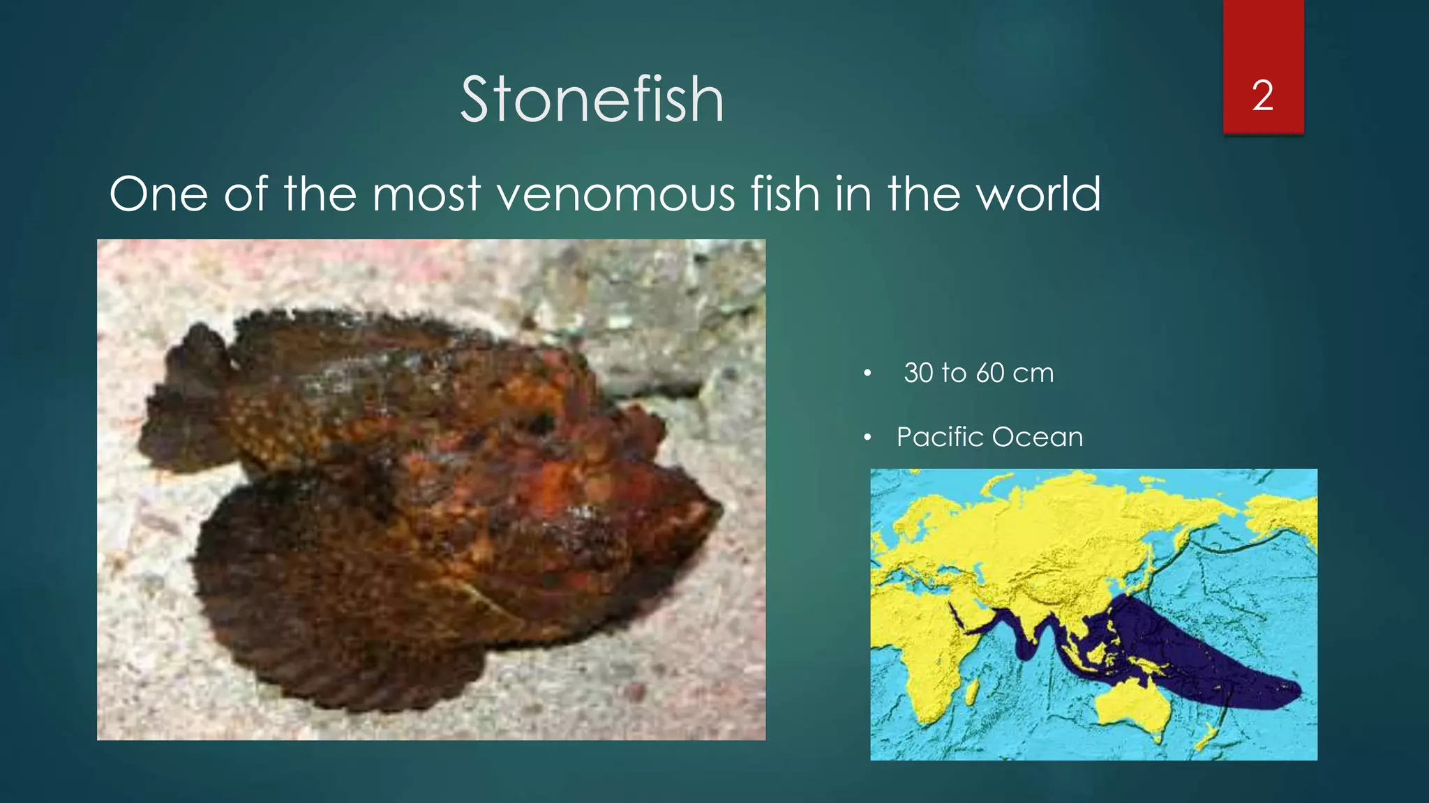 Stonefish | PPTX