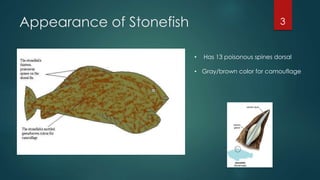 Stonefish | PPTX