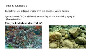 Poisonous fish | PPTX