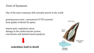 Poisonous fish | PPTX