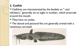 Poisonous glands of fishes | PPT