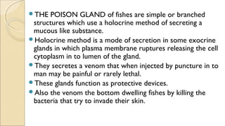 Poisonous glands of fishes | PPT