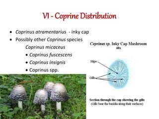 Poisonous mushrooms | PPTX