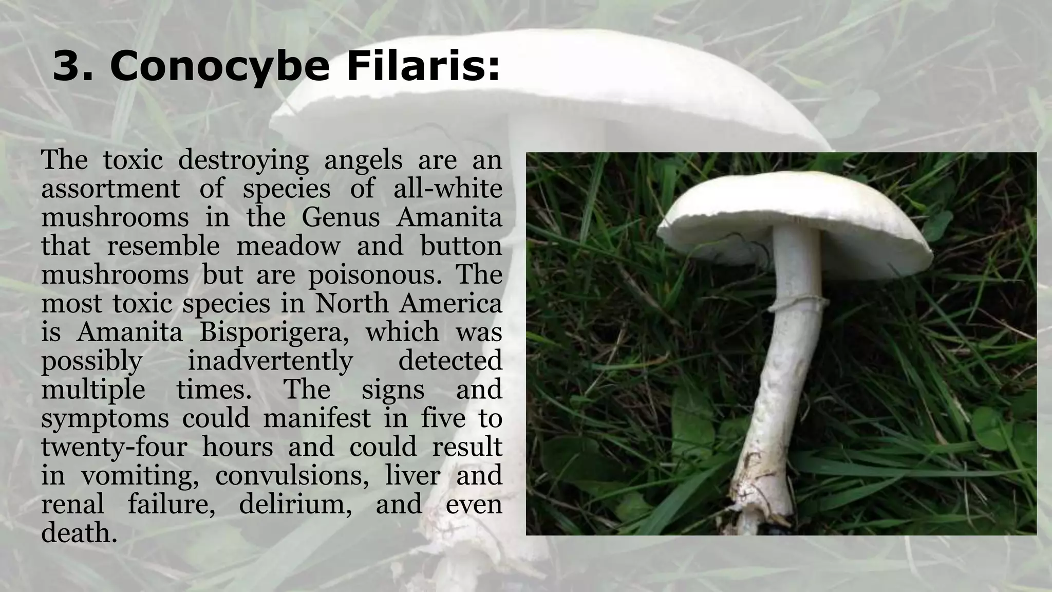 Poisonous Mushrooms Making Story In Australia You Should Avoid | PPTX