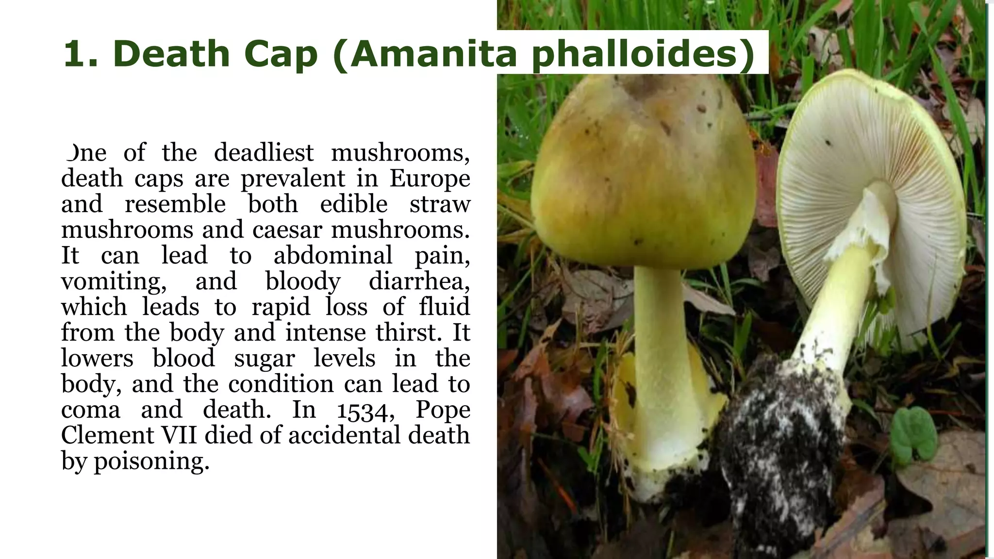 Poisonous Mushrooms Making Story In Australia You Should Avoid | PPTX