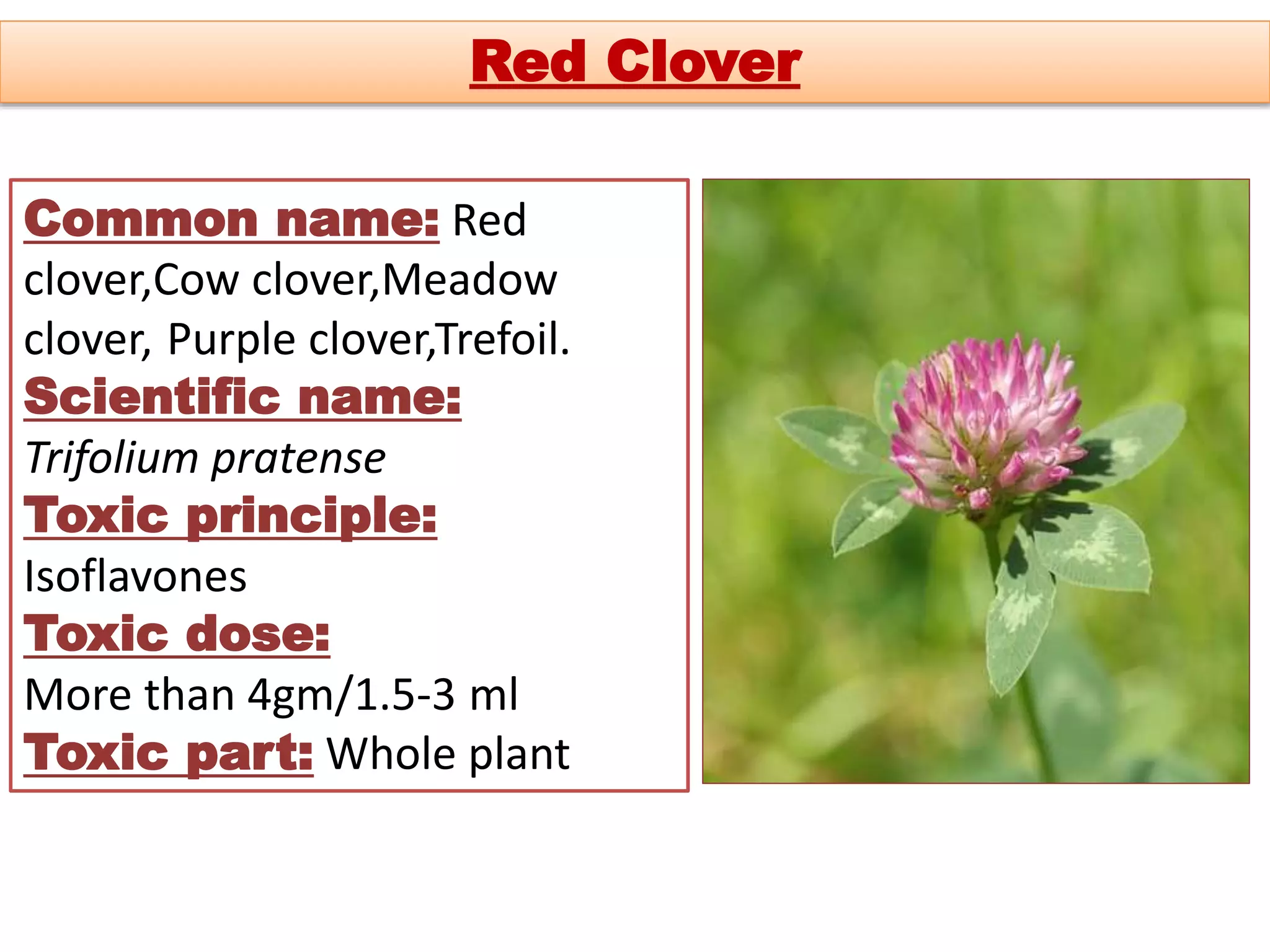 Poisonous plant of animal | PPTX
