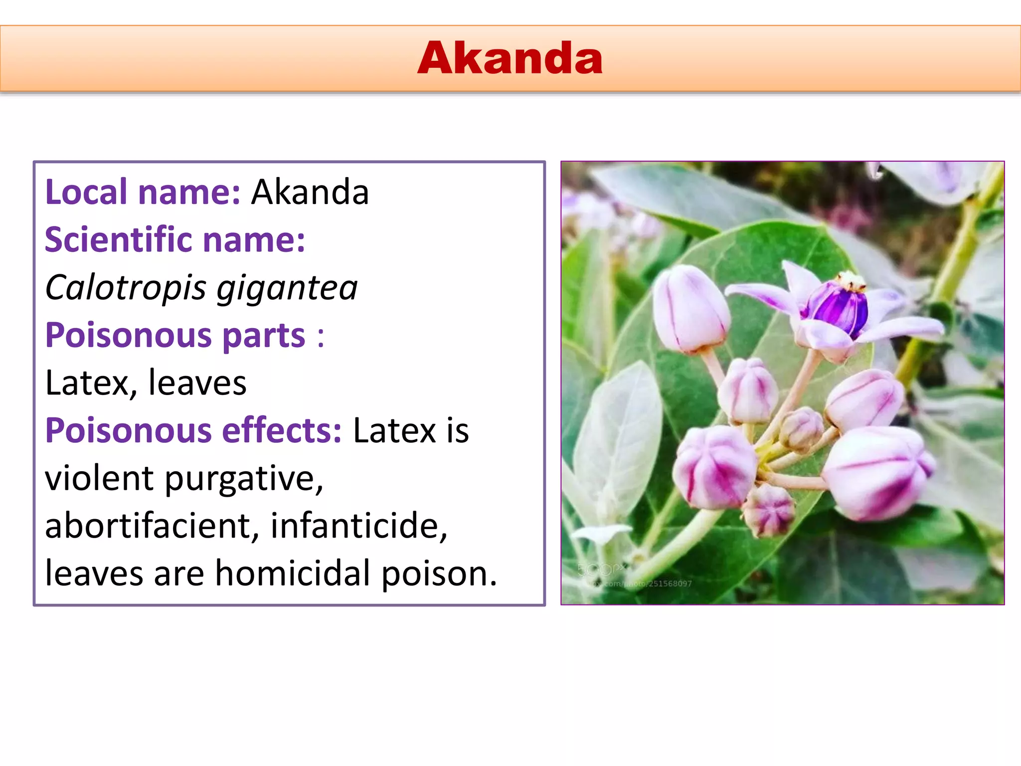 Poisonous plant of animal | PPTX