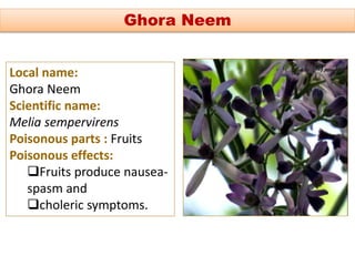 Poisonous plant of animal | PPT