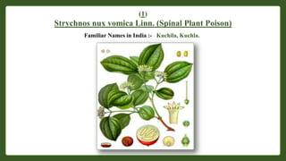 Poisonous plants : 1. Strychnos nux vomica 2. Papaver Somniferum | PPT