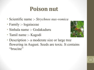 Poisonous plants in Sri Lanka | PDF