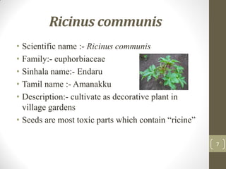 Poisonous plants in Sri Lanka | PDF