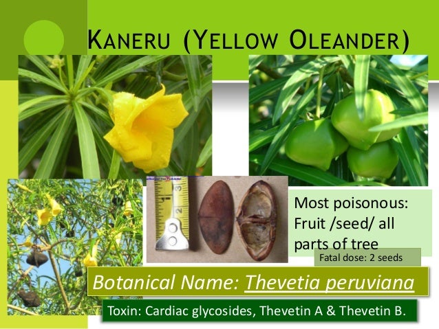 Yellow Oleander Poisoning In Cats Symptoms Causes