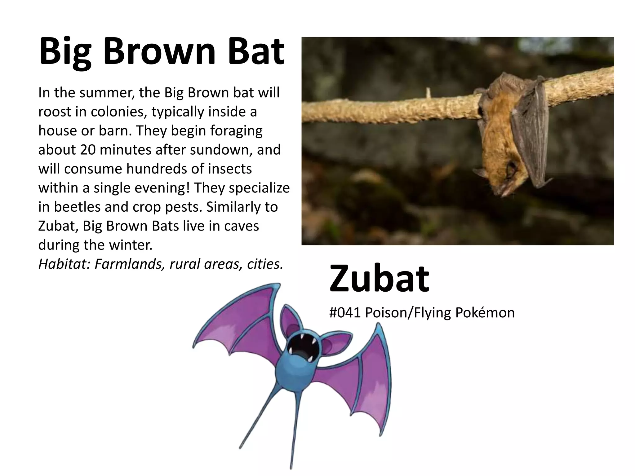 Pokemon vs Real-life Wildlife in the Metroparks | PPTX