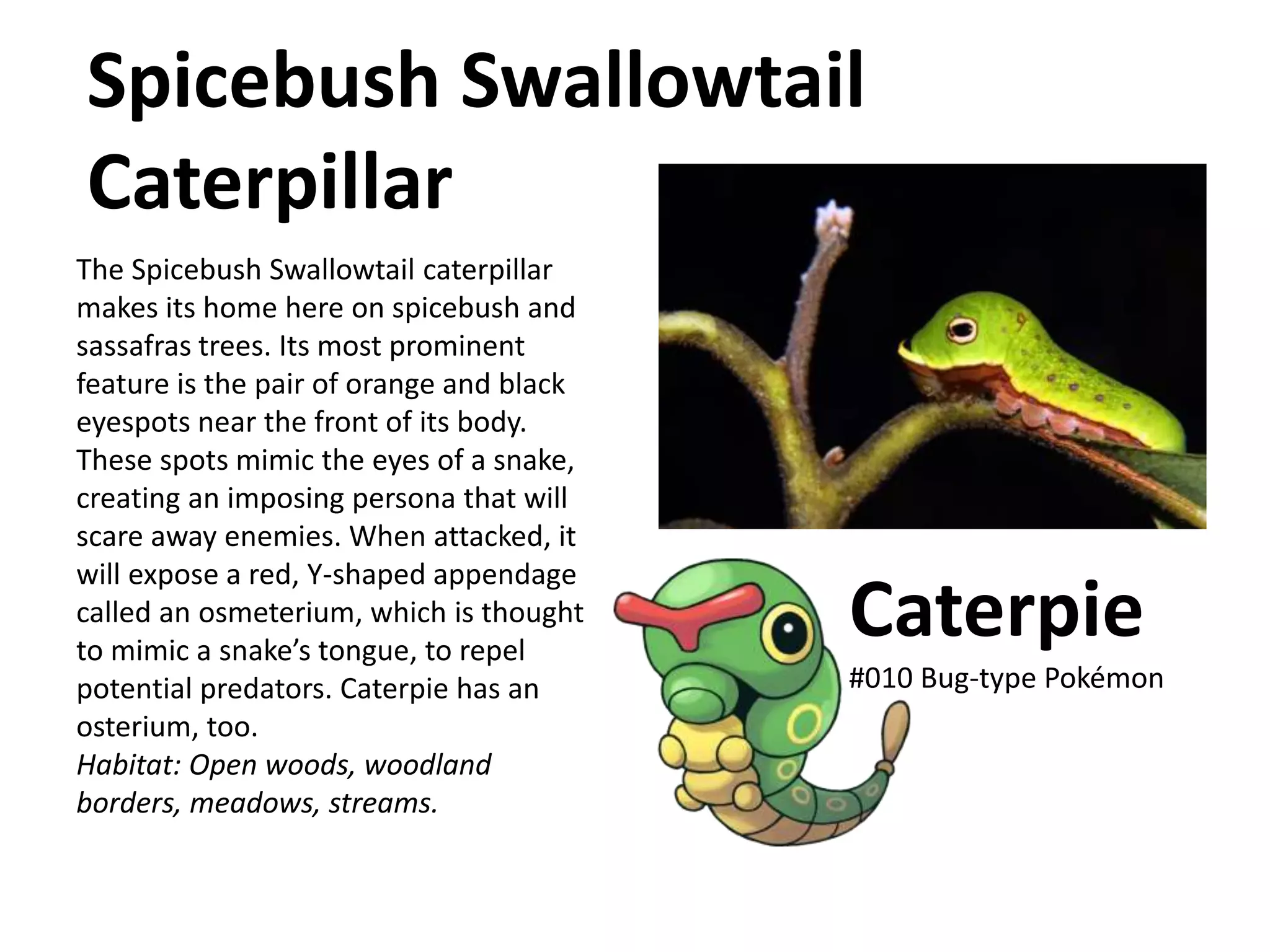 Pokemon vs Real-life Wildlife in the Metroparks | PPTX