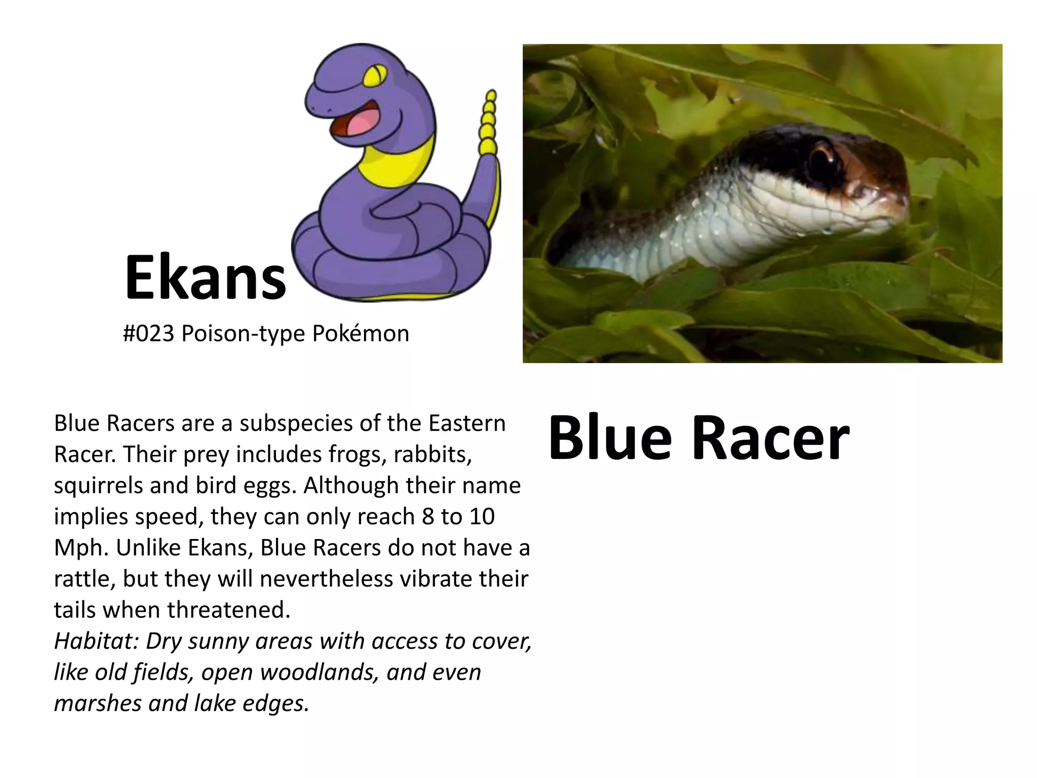 Pokemon vs Real-life Wildlife in the Metroparks | PPTX