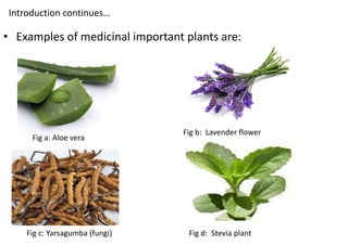 Utilisation of Stevia Rebaudiana Bertoni plant's leaves extract in the ...