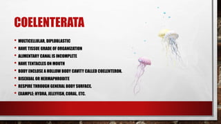 Nine Phylum of Invertibrates by Tesula Parajuli | PPTX