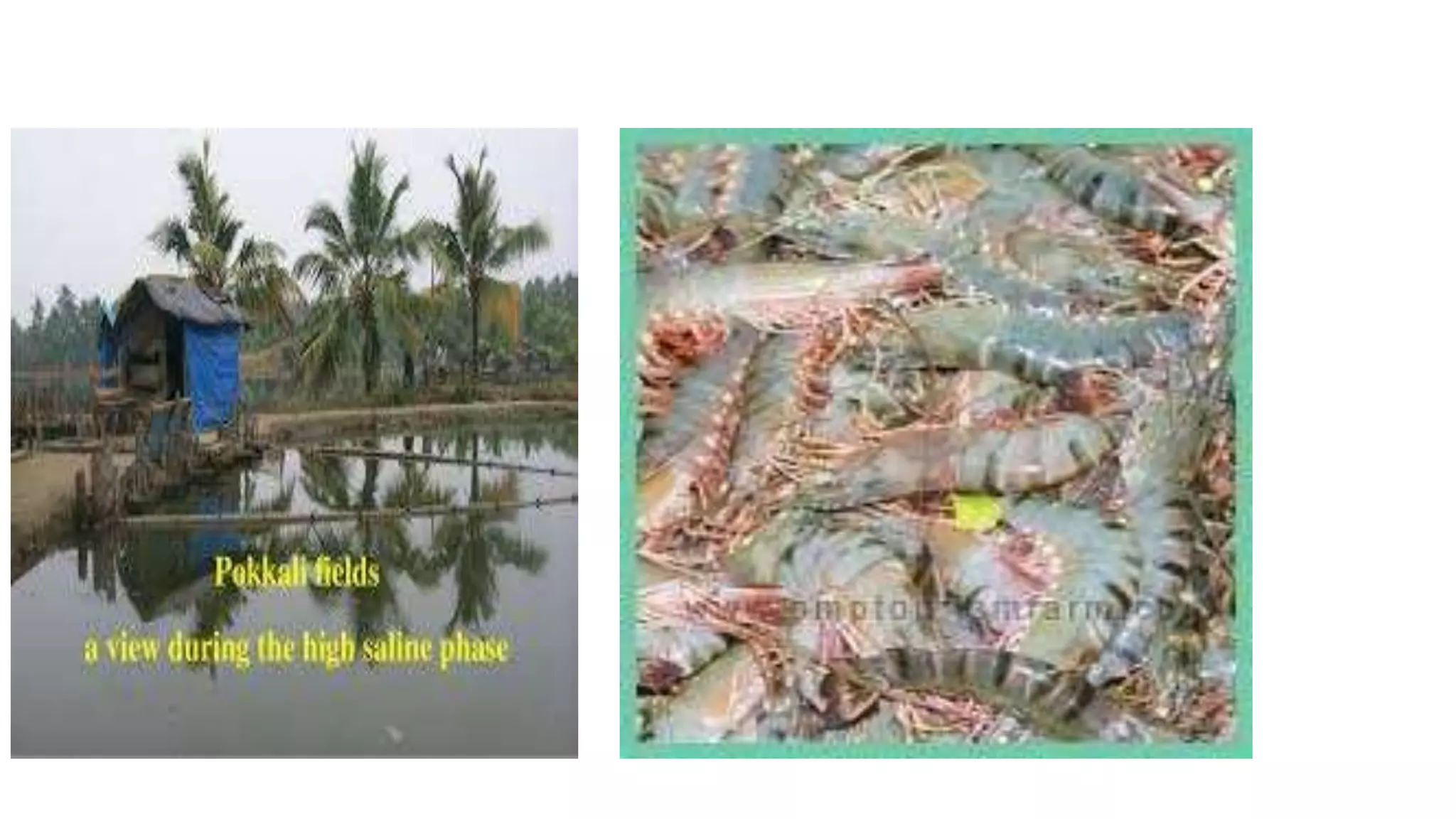 Pokkali ppt | PPTX