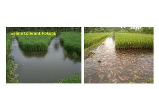 Pokkali ppt | PPTX