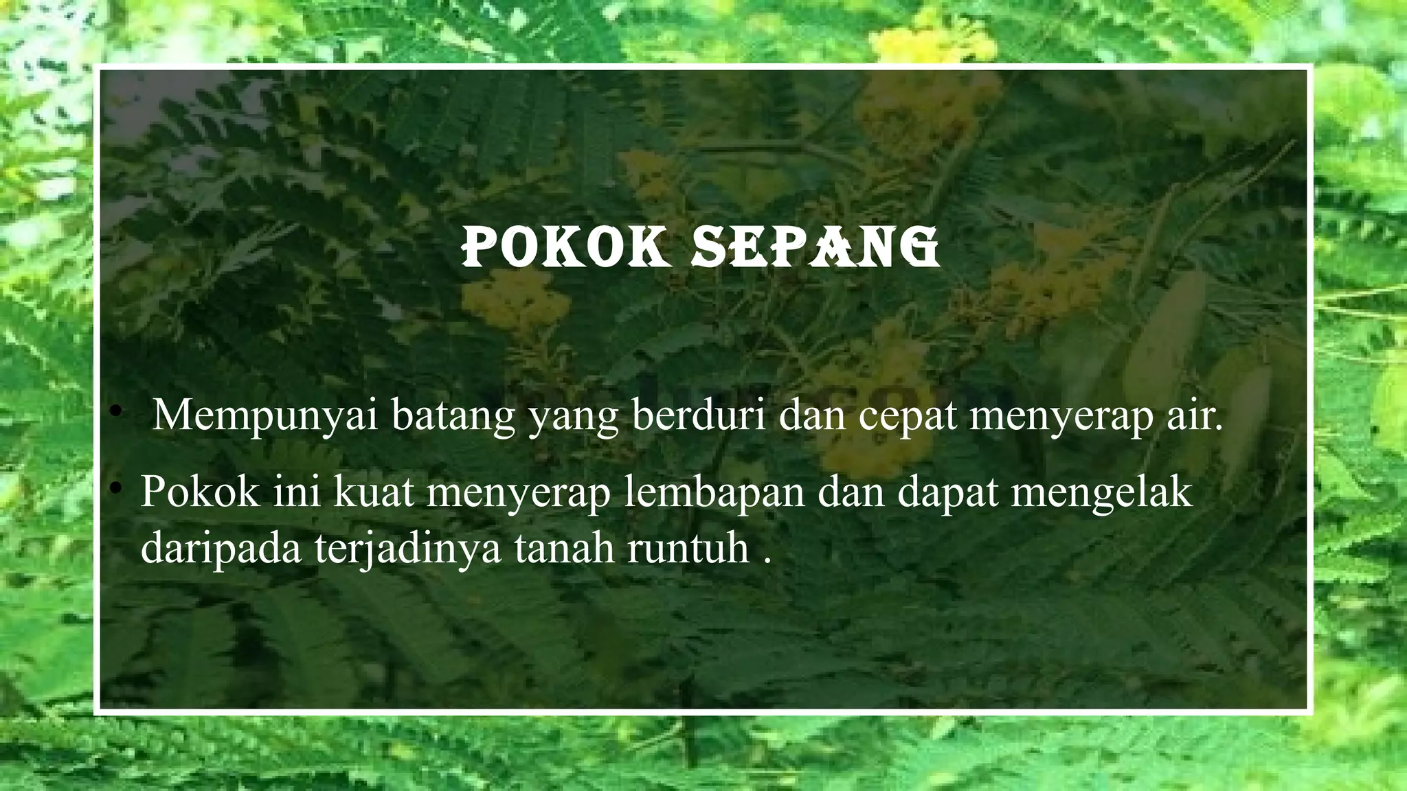 Pokok berkhasiat memperkukuhkan jalanraya | PPT