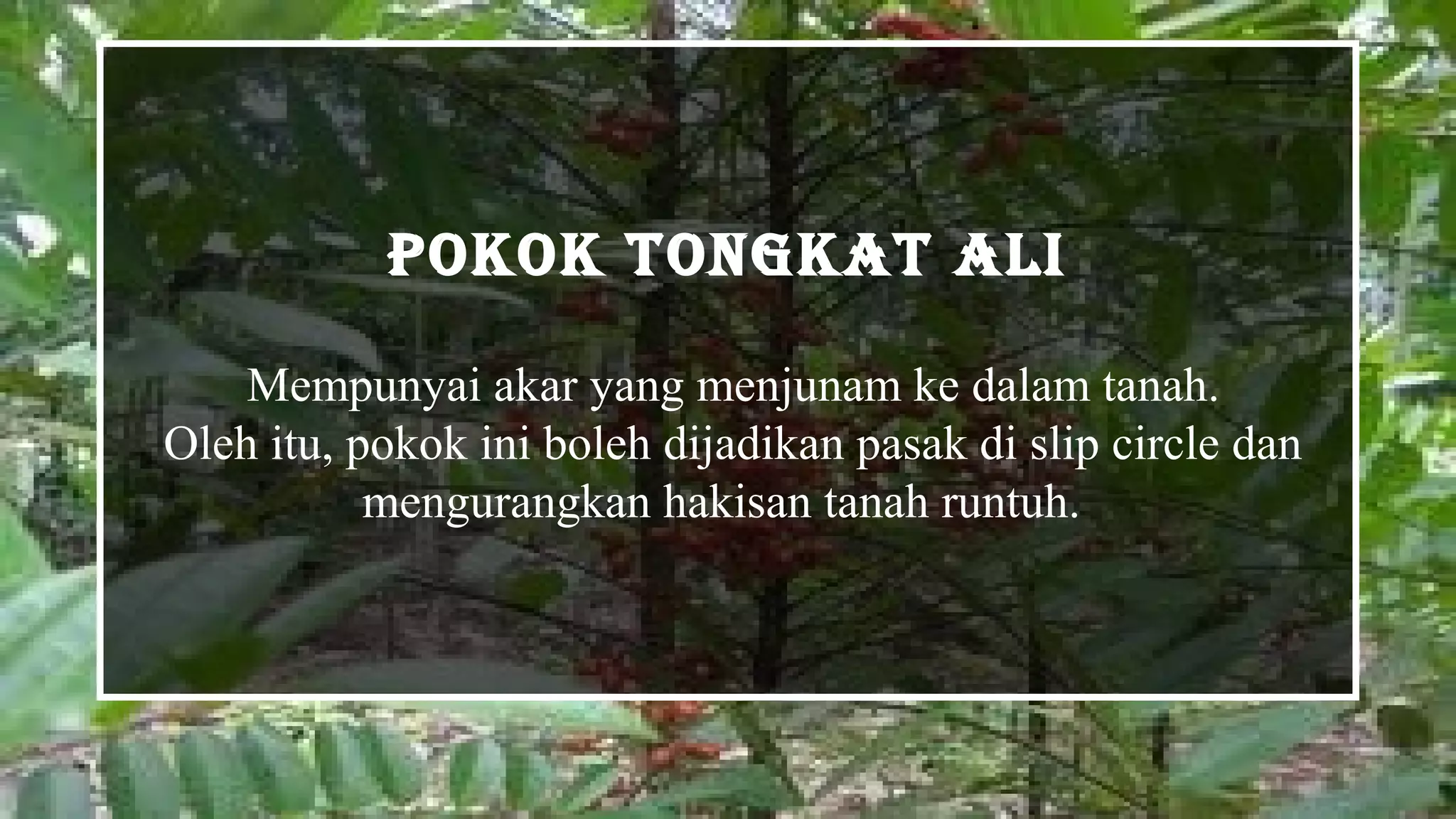 Pokok berkhasiat memperkukuhkan jalanraya | PPT
