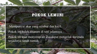 Pokok berkhasiat memperkukuhkan jalanraya | PPT