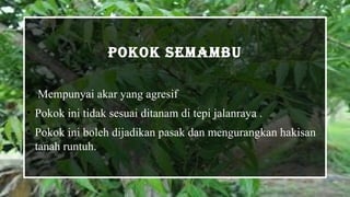 Pokok berkhasiat memperkukuhkan jalanraya | PPT