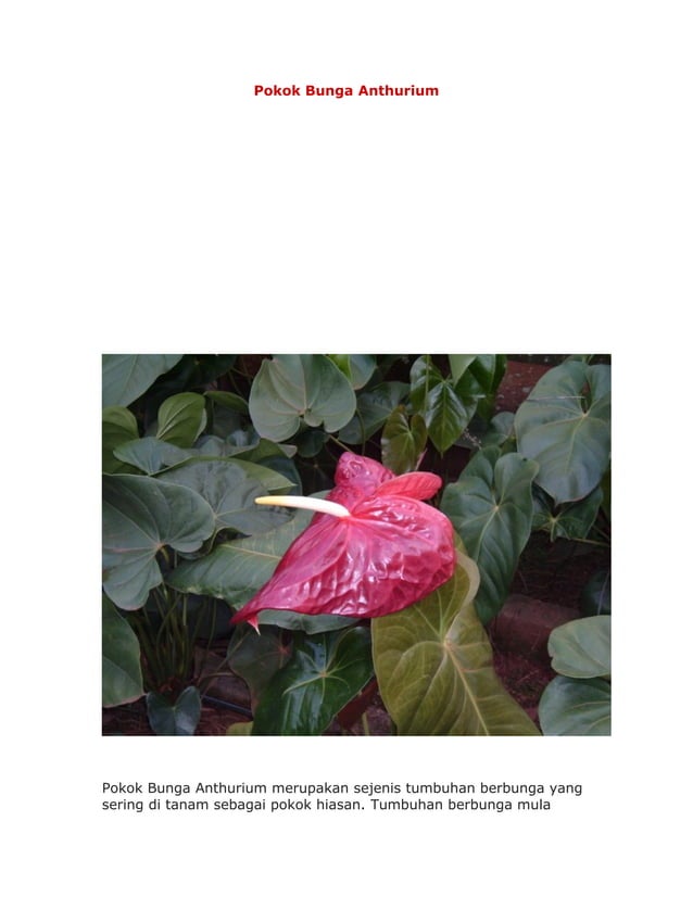 Pokok bunga | PDF