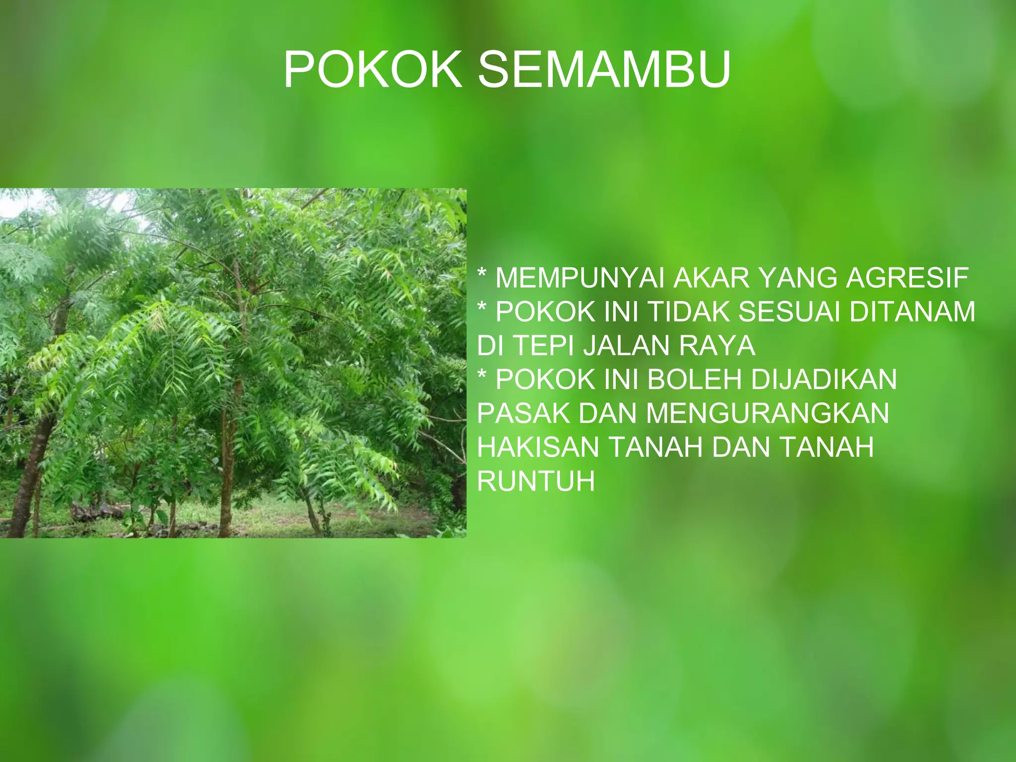 Pokok berkhasiat mengukuhkan jalan raya | PPT