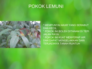 Pokok berkhasiat mengukuhkan jalan raya | PPT