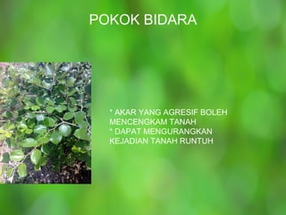 Pokok berkhasiat mengukuhkan jalan raya | PPT