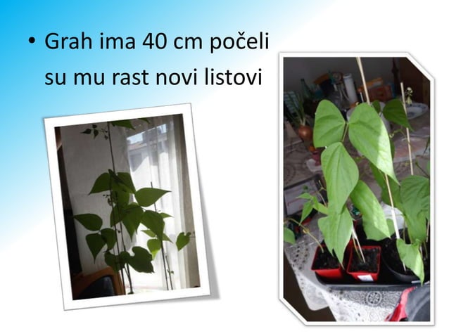 Pokus s grahom | PPTX