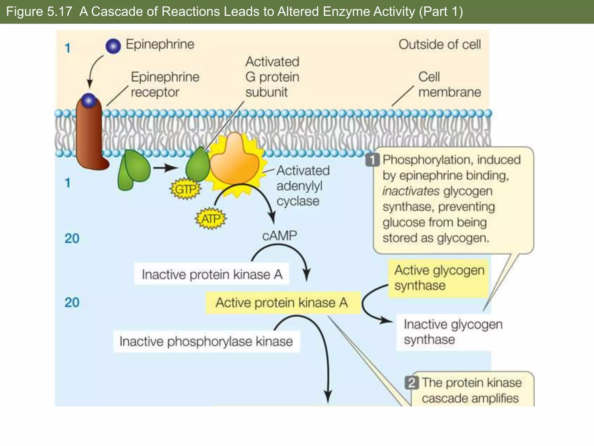 Po l2e ch05.5 5.6 lecture-cell membranes and signaling edited sphs | PPT