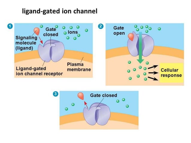 Po l2e ch05.5 5.6 lecture-cell membranes and signaling edited sphs | PPT