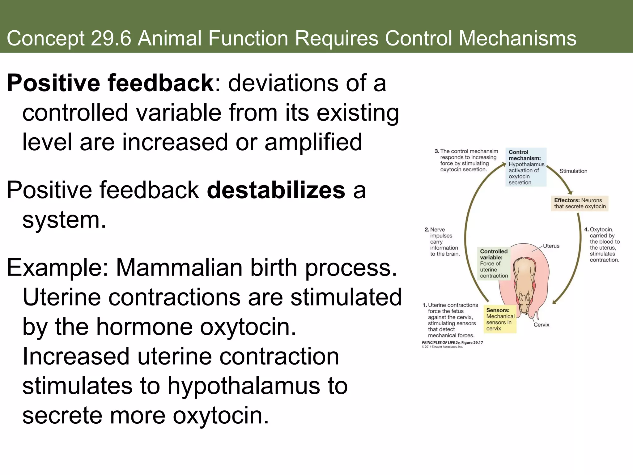 Po l2e ch29.6 lecture fundamentals of animal function homeostasis and ...