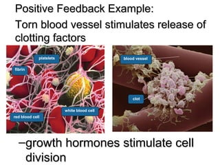 Po l2e ch29.6 lecture fundamentals of animal function homeostasis and ...