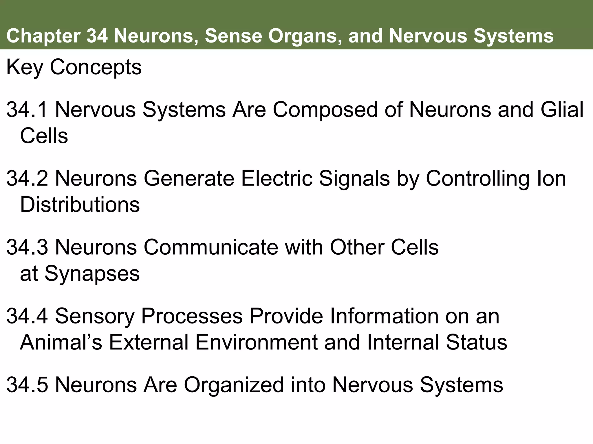Po l2e ch34 lecture neurons, sense organs, and nervous systems edited ...
