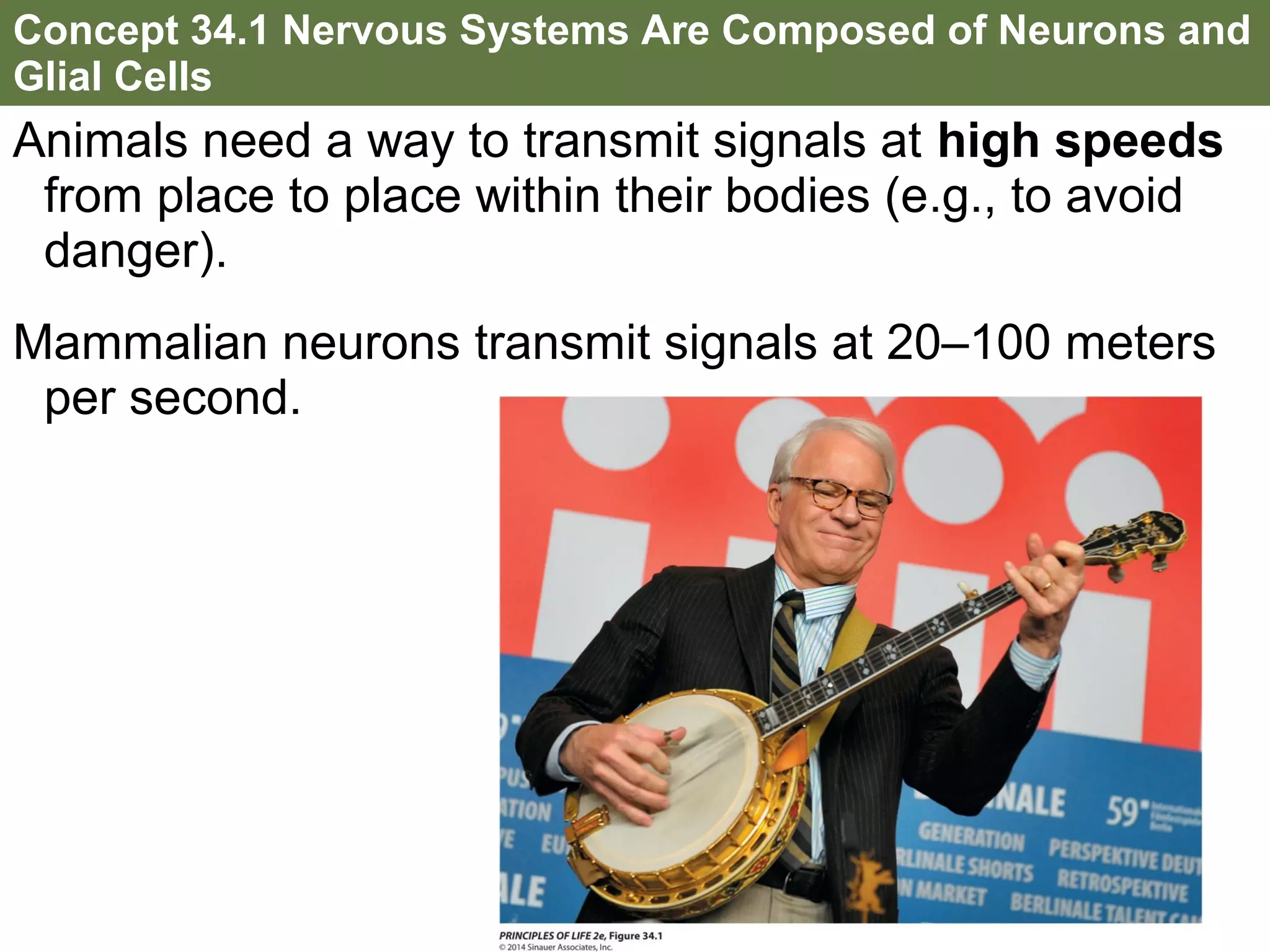 Po l2e ch34 lecture neurons, sense organs, and nervous systems edited ...